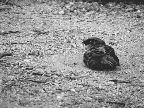 Premium Photo Side View Of A Bird On The Ground