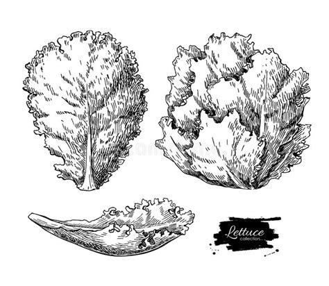 Hand Drawn Lettuce Black White Stock Illustrations 1085 Hand Drawn