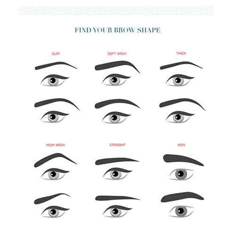 16 Eyebrow Diagrams That Will Explain Everything To You Arched