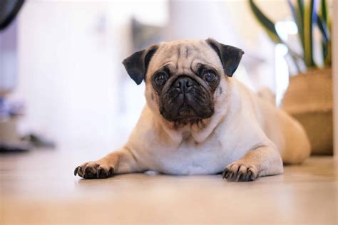Boxer Pug Mix Why Everyones Talking About This Breed Boxer Pug Mix Why Everyones Talking About This Breed