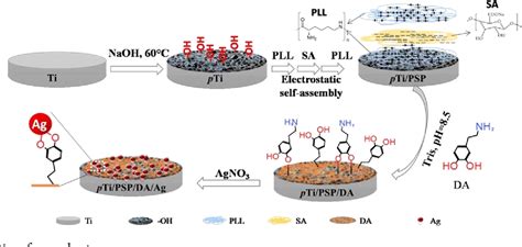 Figure 1 From Poly L Lysine Sodium Alginate Coating Loading Nanosilver