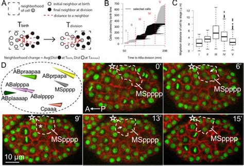 Sequential Rosettes Mediate Long Range Migration A The Computational