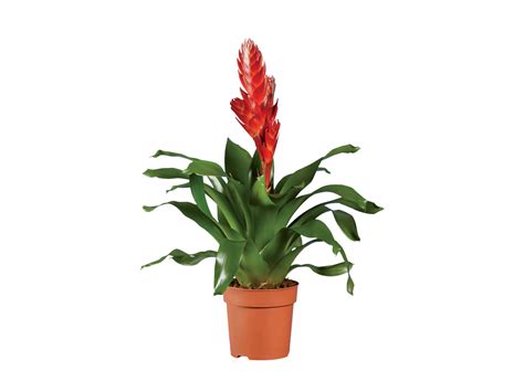 Guzmania And Vriesea Mix