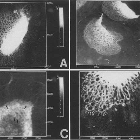 Pdf Atomic Force Microscopy Of Mammalian Sperm Chromatin