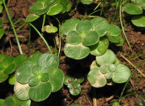 Sycamore Diseases Insect Pests Artofit