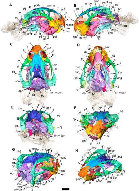 Frontiers Redescription Of Three Basal Anomodonts A Phylogenetic