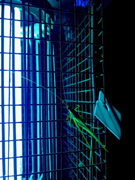 Itap Of A Grasshopper On My Bug Zapper Ritookapicture