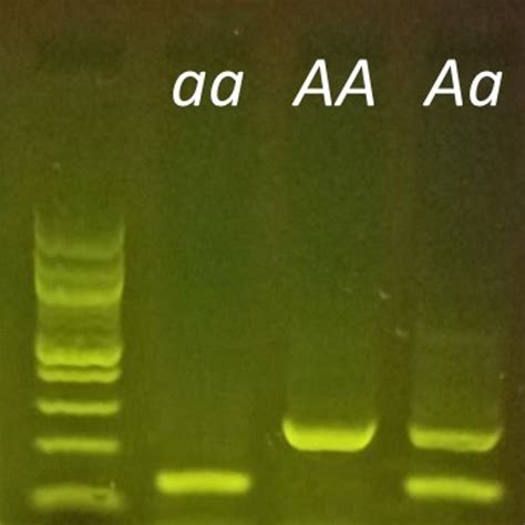 Teach Genetics And More With Dna Gel Electrophoresis In Your Classroom