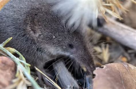 The Elusive California Mammal Was Captured On Camera For The First Time In History Oboz Ua