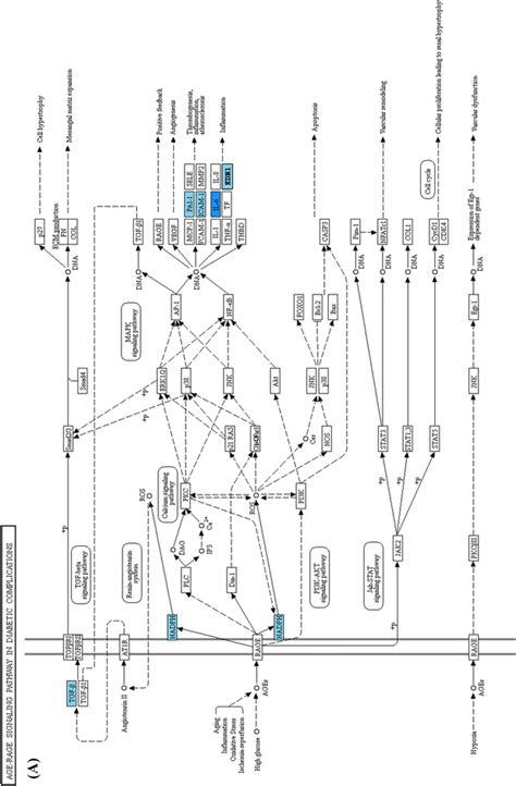 Age Rage Signaling Pathway A Control At 24 H Control At 2 H B Download Scientific Diagram