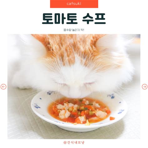 강아지 고양이 보양식 만들기 따뜻하게 먹기 좋은 토마토 수프 네이버 블로그
