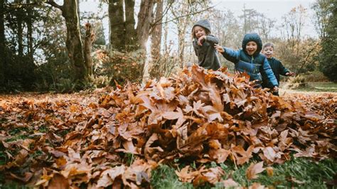 Por Qué Se Caen Las Hojas En Otoño Explicación Científica Del Fenómeno