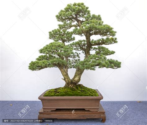 Huitu