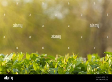 Young Spring Sprouts In The Rays Of The Spring Sun Background With