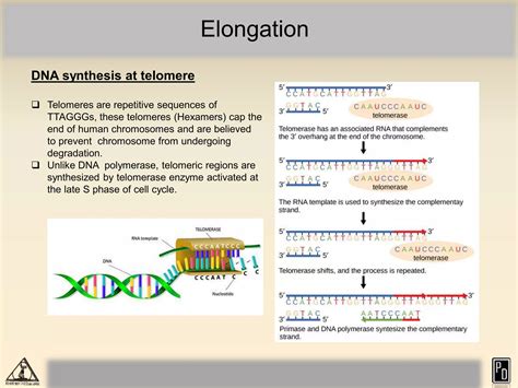1768816628dna Replication In Eukaryotespdf