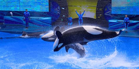Seaworld Cancels Weather Or Not” Policy After Hurricane Milton