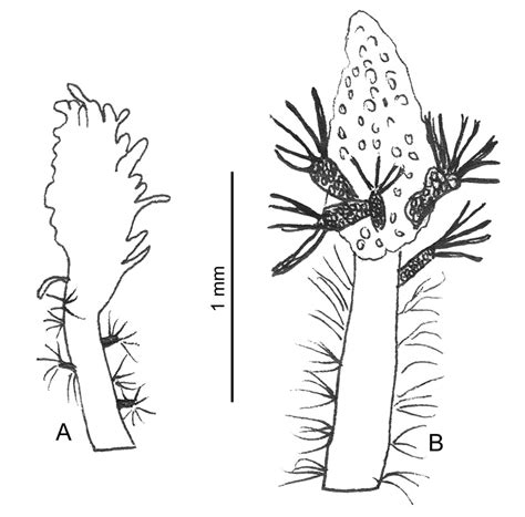 Outline Sketch Of Stipitate Stellate Trichomes On Style Short A Or