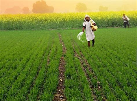 Indias Fertilizer Report Card For Nov 2023 Record Production And Sales