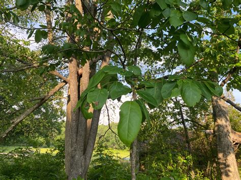 How To Grow Persimmon Trees Mossy Oak