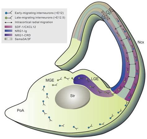 Production And Organization Of Neocortical Interneurons Neurogenesis And Migratory Behavior