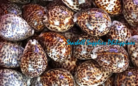 Cyprea Tiger Cyprea Caputserpentes 1 2 Inches Seashell Supplies