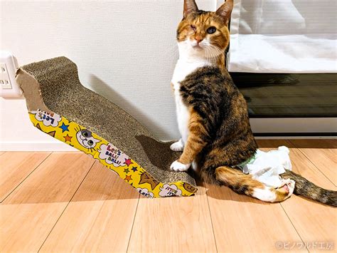下半身不随猫 まつりさん001｜unofoto 京都写真美術館