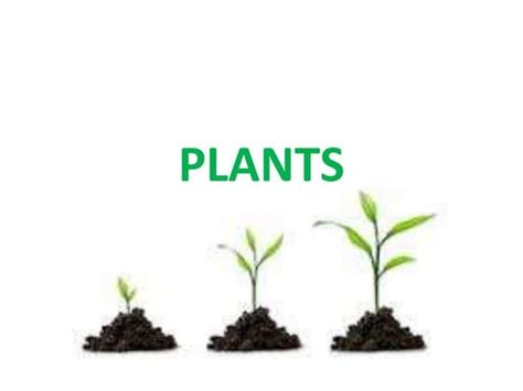 Reproduction In Plants For Grade 5 Ppt