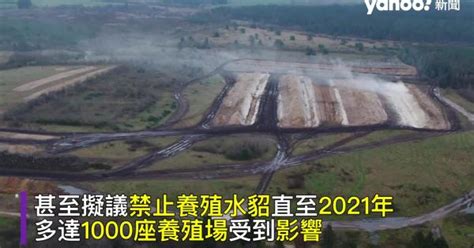 撲殺千萬隻水貂埋太淺？丹麥驚傳駭人貂屍膨脹「擠出土壤」