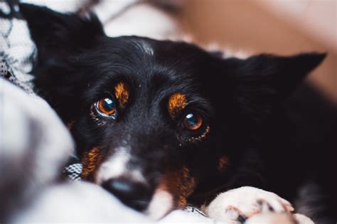 Cachorro Olho Remelando Principais Causas Blog Da Cobasi