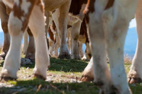 Blackleg Prevention In Cattle Effective Strategies And Tips