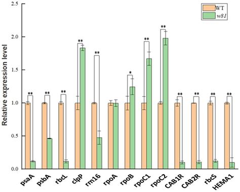 Agronomy Free Full Text A Plastid Rna Polymerase Associated Protein