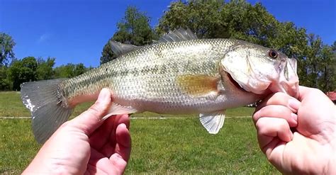 Bass Fish Tips At Peter French Blog