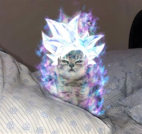 Mastered Ultra Instinct Cat