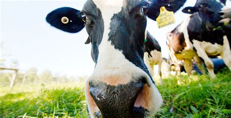 Cattle Breeds And Characteristics Uq Vets University Of Queensland