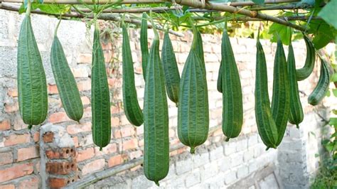 Growing Angled Luffa At Home Easy Tips For A Bountiful Harvest 🥒