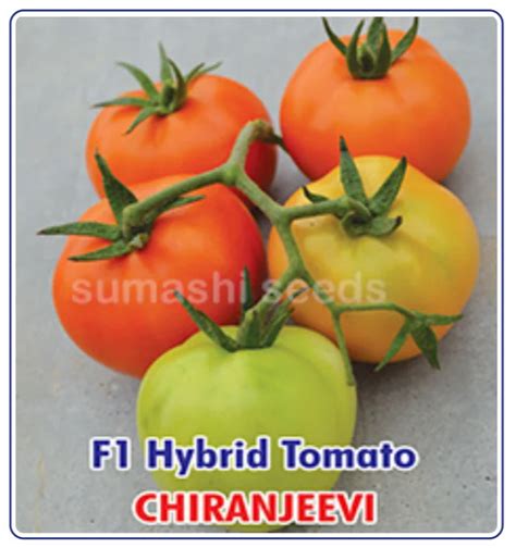 F Hybrid Tomato Seeds At Best Price In Erode By Sumashi Seeds ID