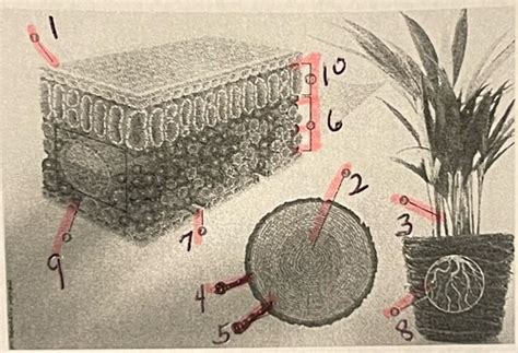 Science Chapter 8 The Plant Kingdom Flashcards Quizlet