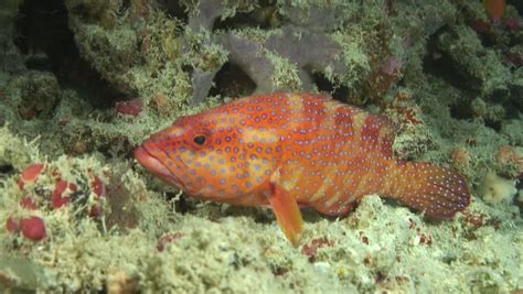 Coral Grouper Plectropomus Maculatus Inside Barrel Sponge Stock