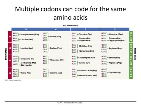 Amino Acids With Multiple Codons At May Myers Blog