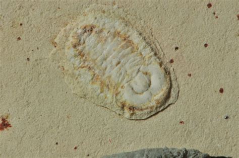 Isopod Middle Cretaceous Marocco Fossil Id The Fossil Forum