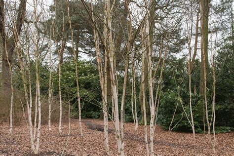Dwarf Birch Trees For Shade 11 Excellent Options For Landscaping