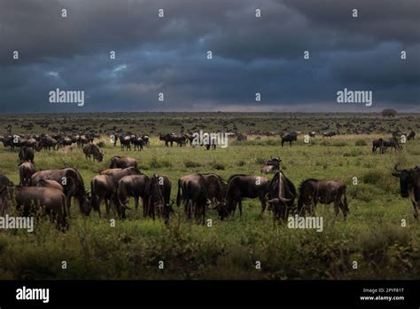 A Herd Of Wild Wildebeest Gnus Grazing In The Savannah In The