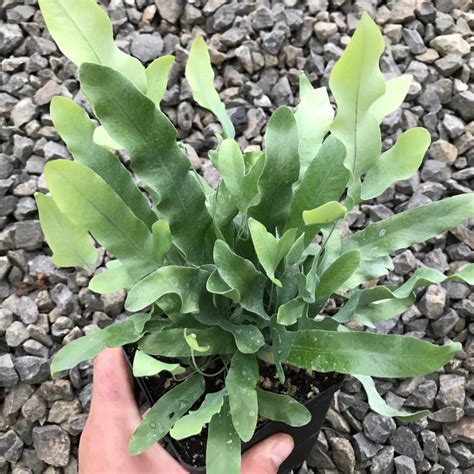 Polypodium Fallax Crested Fern 45 Pot Little Prince To Go