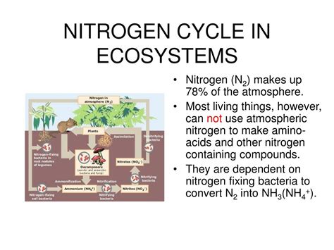 Ppt Nutrient Cycles Powerpoint Presentation Free Download Id217294