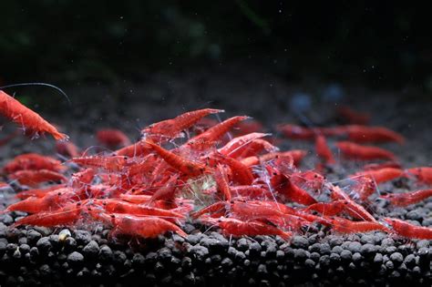 Beginners Guide Setting Up Your Red Cherry Shrimp Tank