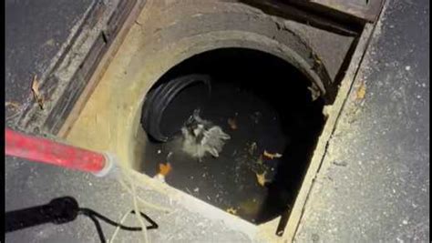 Officers Rescue Raccoon Stuck In Falmouth Storm Drain
