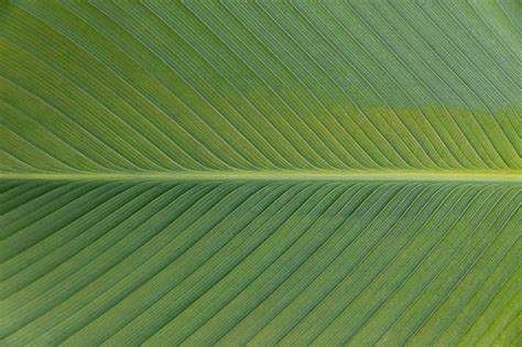 Closeup Tekstur Daun Pisang Hijau Latar Belakang Daun Pisang Abstrak