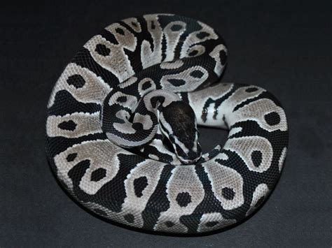 Axanthic Killer Bee Ball Python