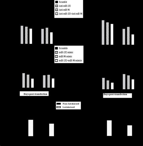 13 A Effects Of Inhibition And Over Expression Of Mir 132 And Mir 96