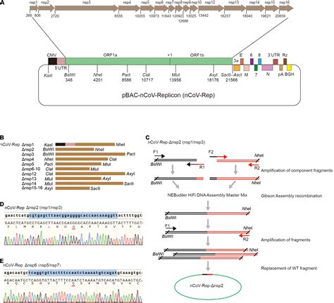 Frontiers Genome Wide Analysis Of The Indispensable Role Of Non